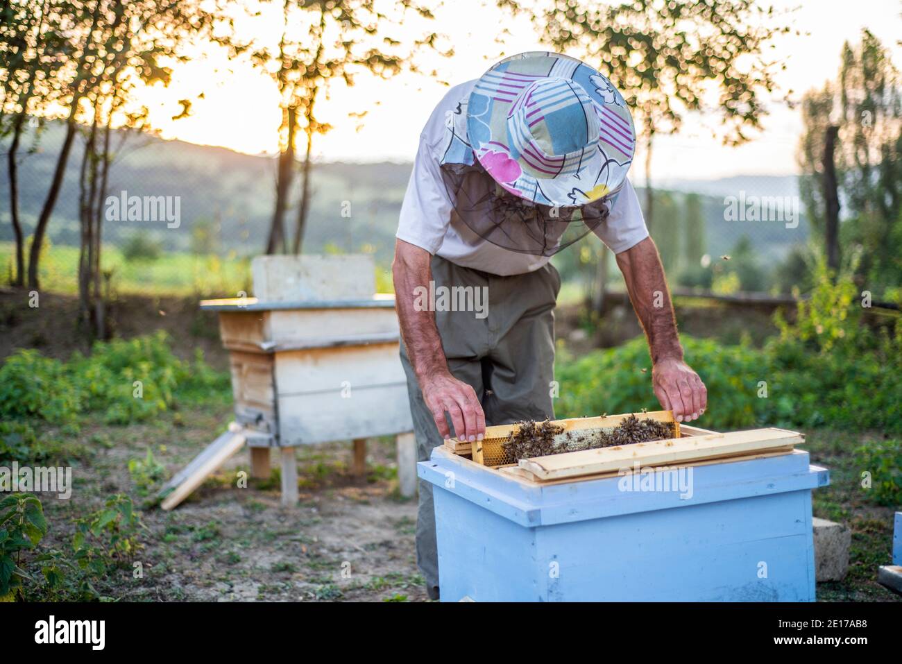 An apiarist is checking hives in Anig village, Qusar district ...
