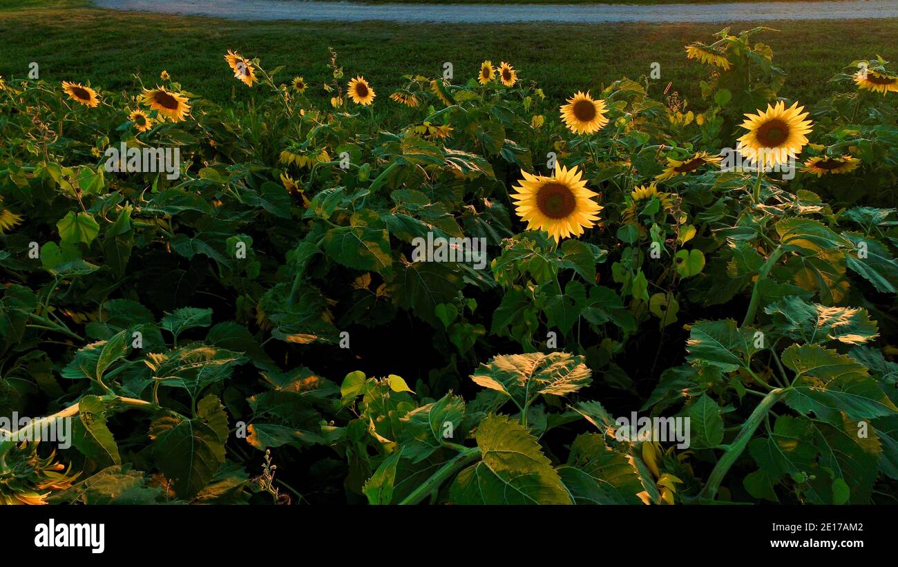 Aerial perspective of towering rows of sunflowers blooming in farm ...