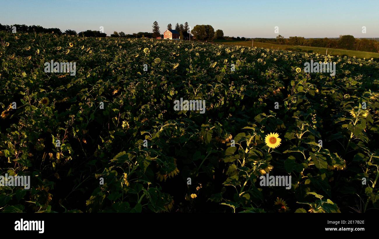 Aerial perspective of towering rows of sunflowers blooming in farm ...