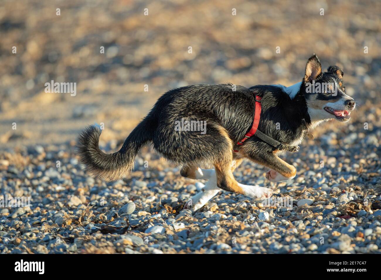 Transfixed hi-res stock photography and images - Alamy