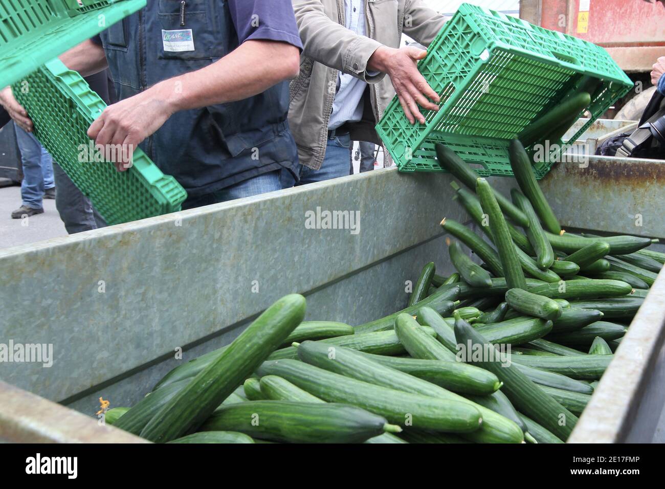 A French vegetable farmer throws cucumbers in a truck before destroying ...