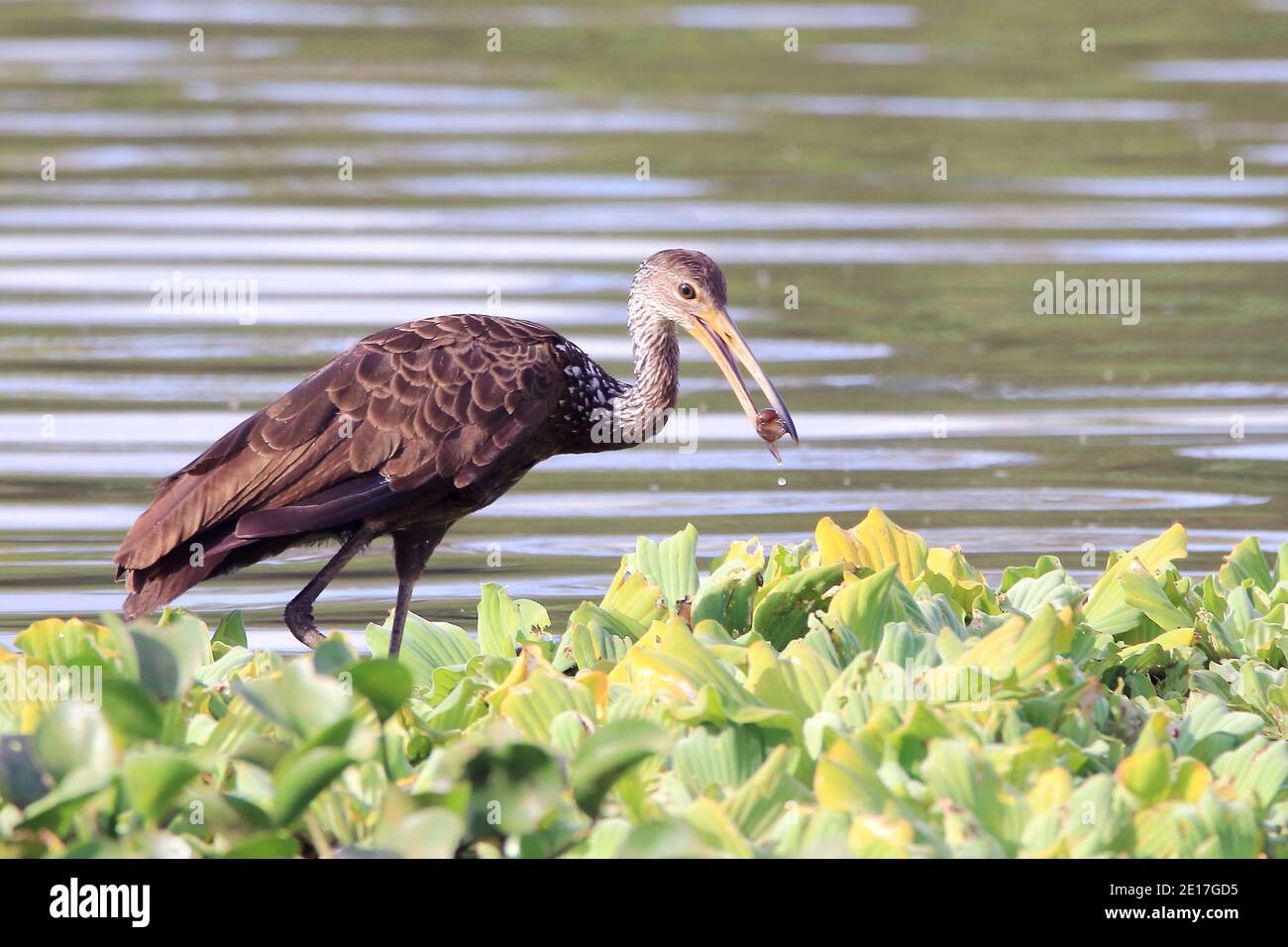 Limpkin (Aramus guarauna) eating snail within the vegetation of a lake ...