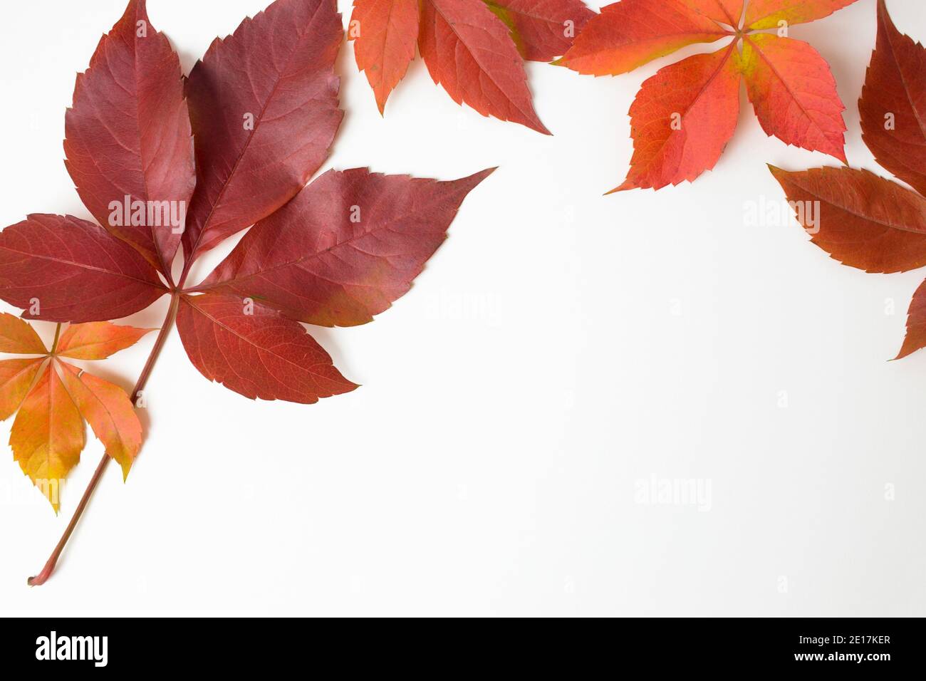 Creative composition. Autumn fall red orange leaves forming a frame ...
