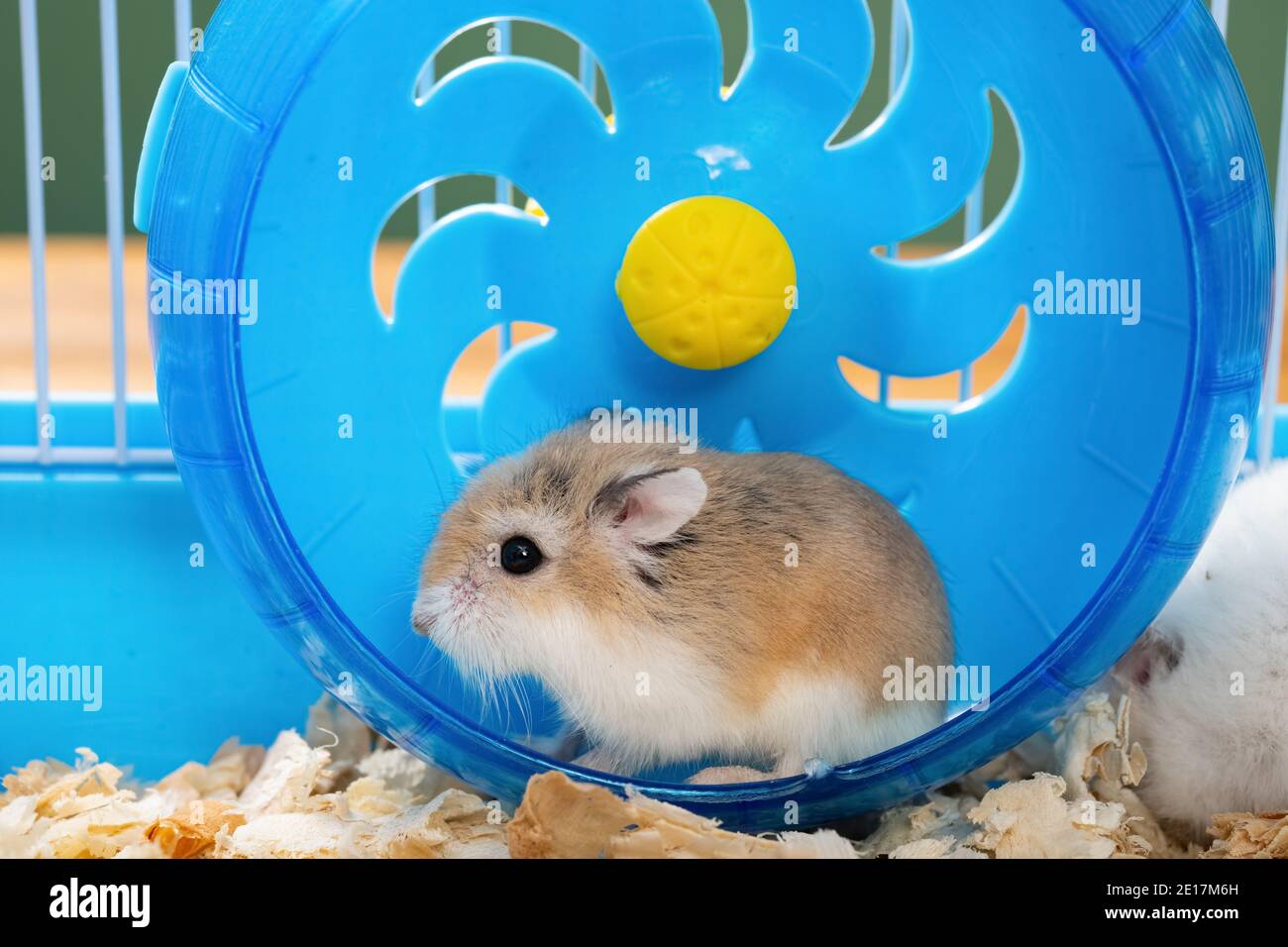 Hamster wheel cage hi-res stock photography and images - Alamy