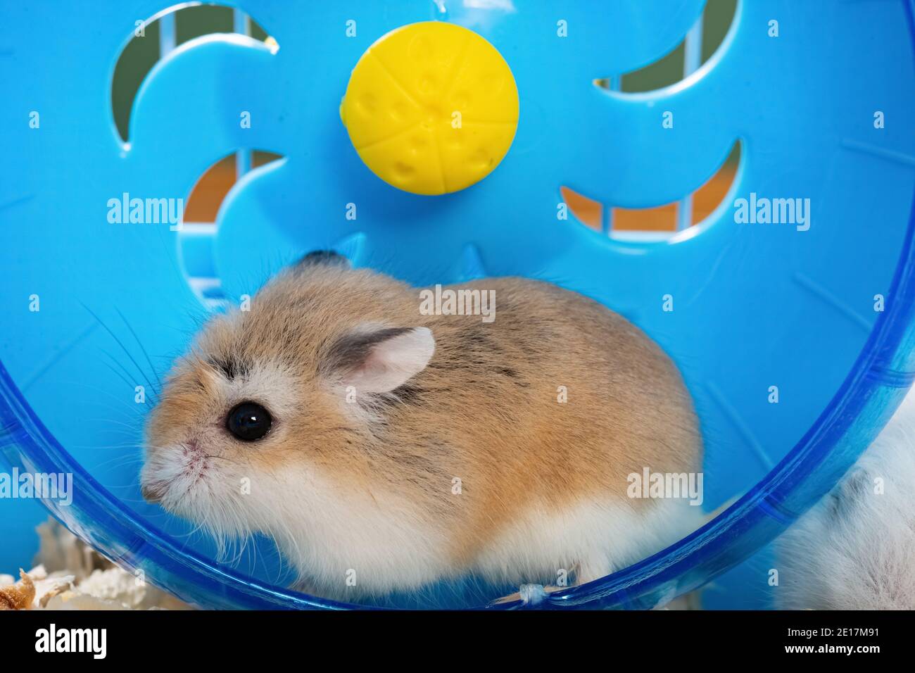 Hamster Cage Wheel High Resolution Stock Photography and Images - Alamy