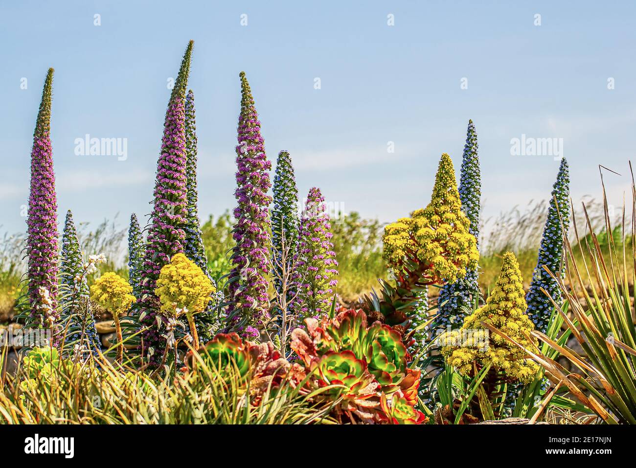 Minack theatre flowers hi-res stock photography and images - Alamy