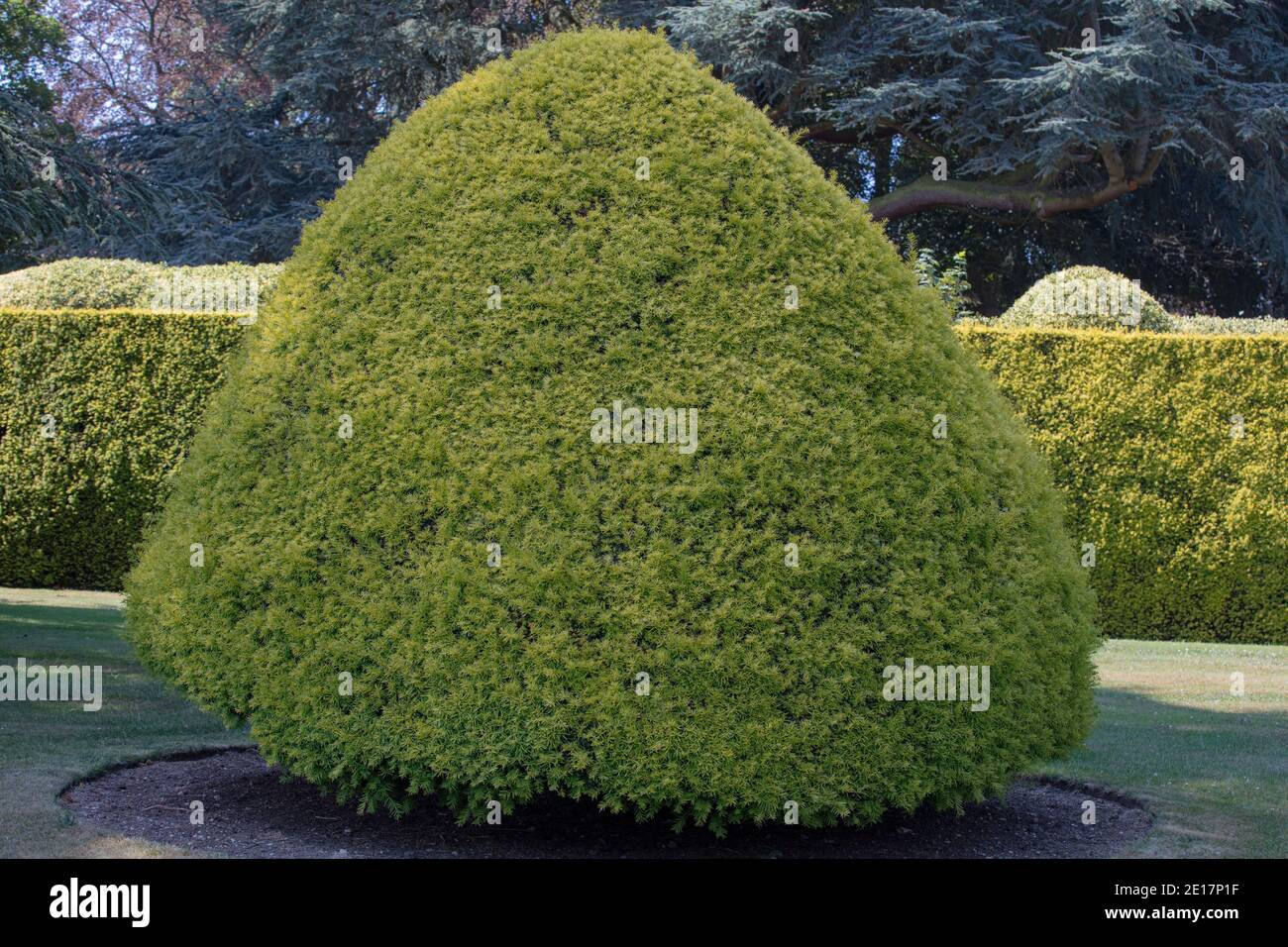 Cone shape topiary of a fine textured taxus baccata Stock Photo - Alamy