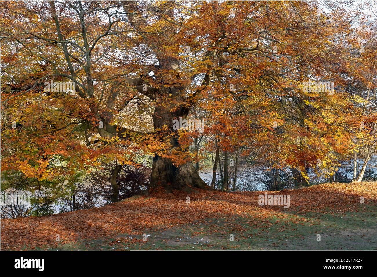 Majestic oak tree hi-res stock photography and images - Alamy