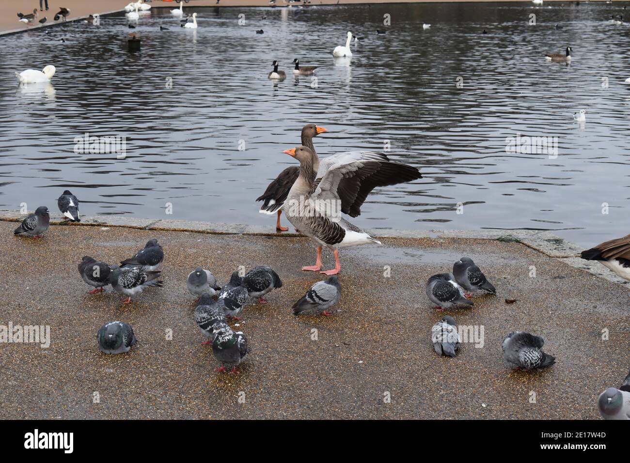 Largest grey goose hi-res stock photography and images - Alamy