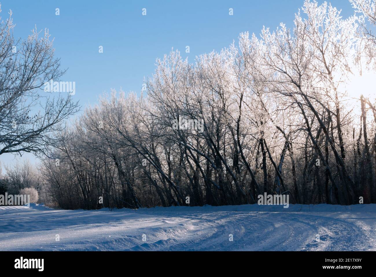 Clear path through trees hi-res stock photography and images - Alamy