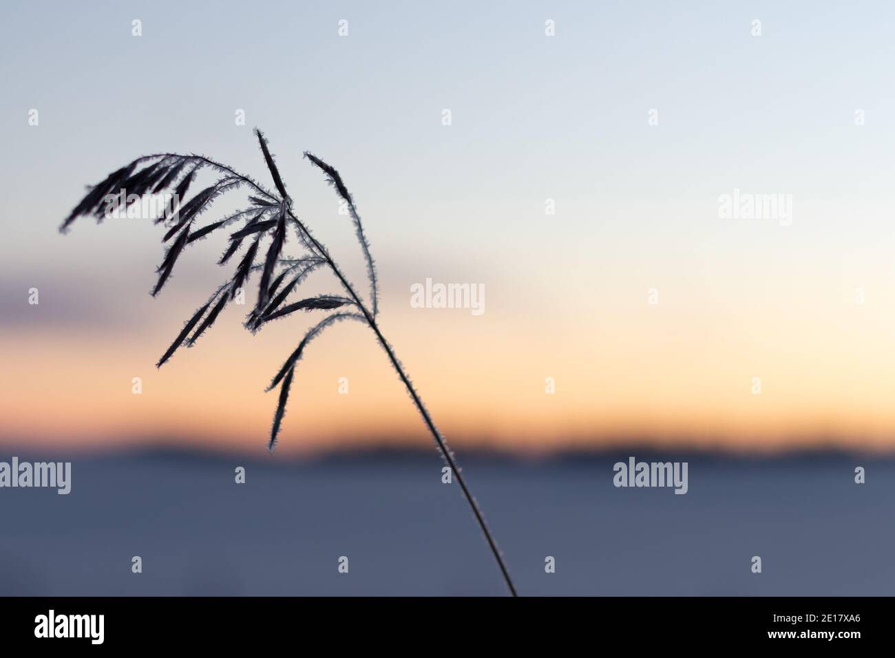 frosty grain in silhouette agains sunset sky in winter in canada Stock ...