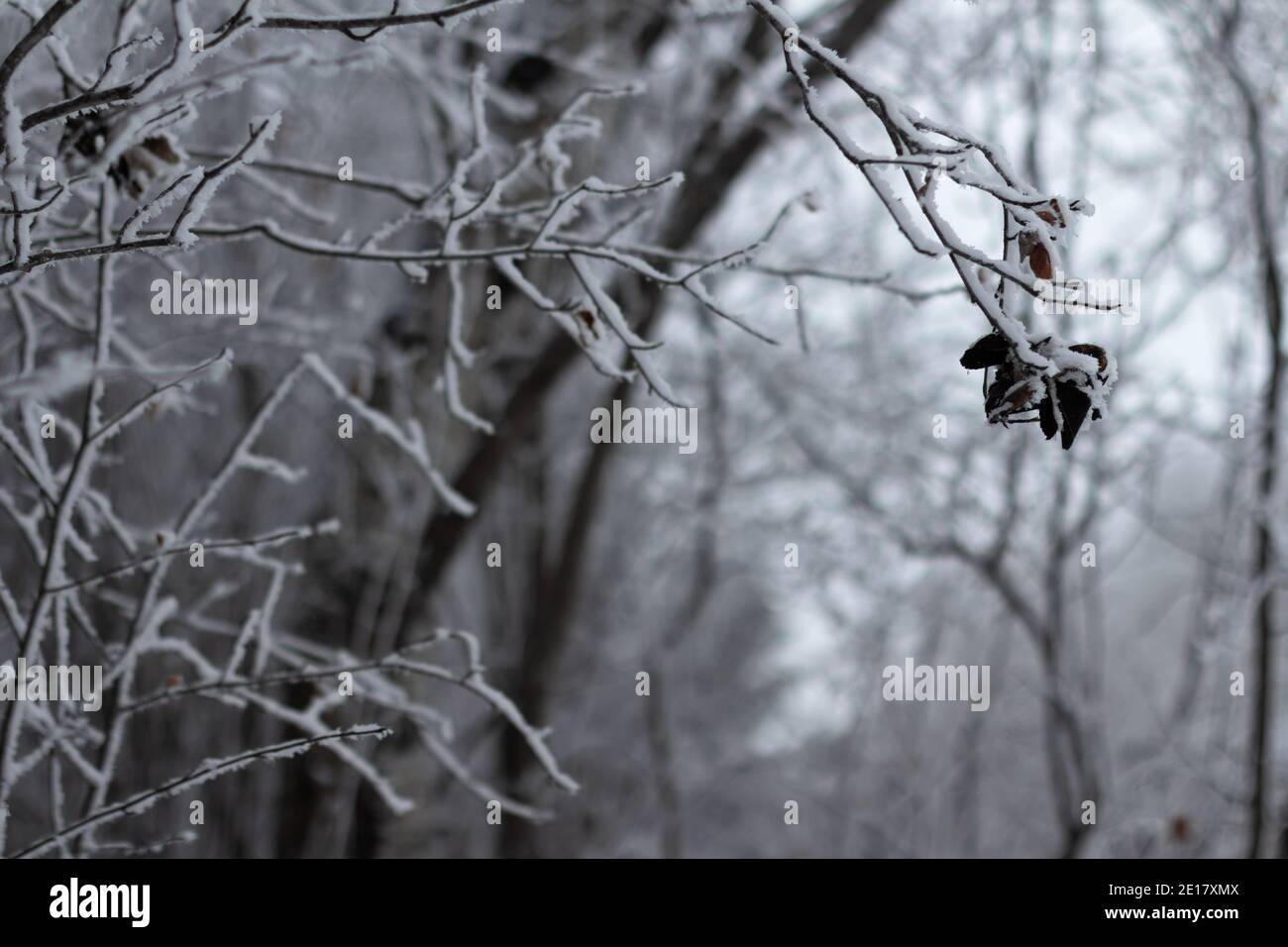 Wintery branches border hi-res stock photography and images - Alamy
