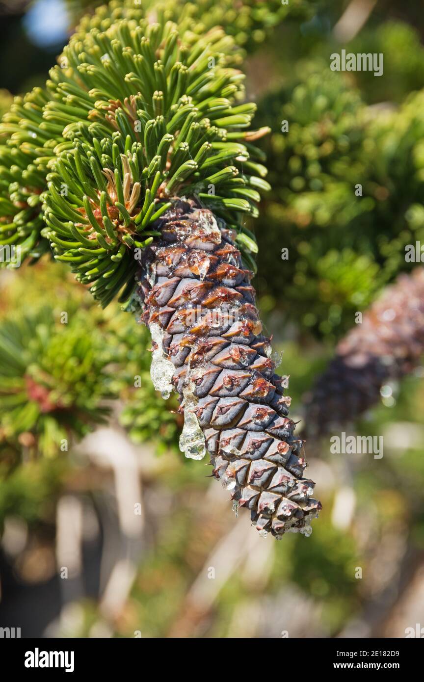Bristlecone Pine Cone
