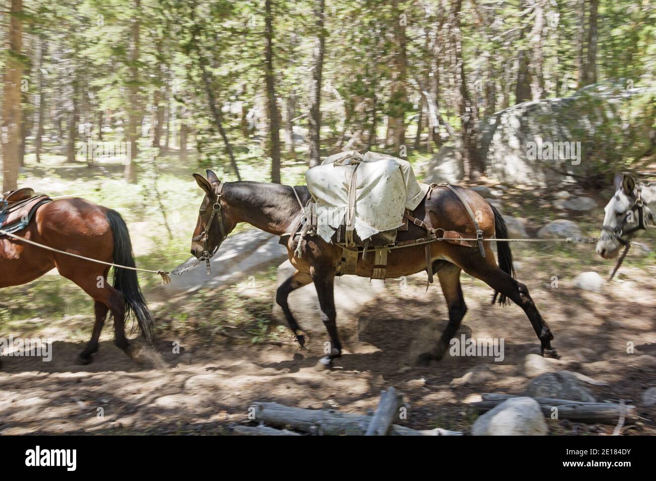 Mule pack train hi-res stock photography and images - Alamy