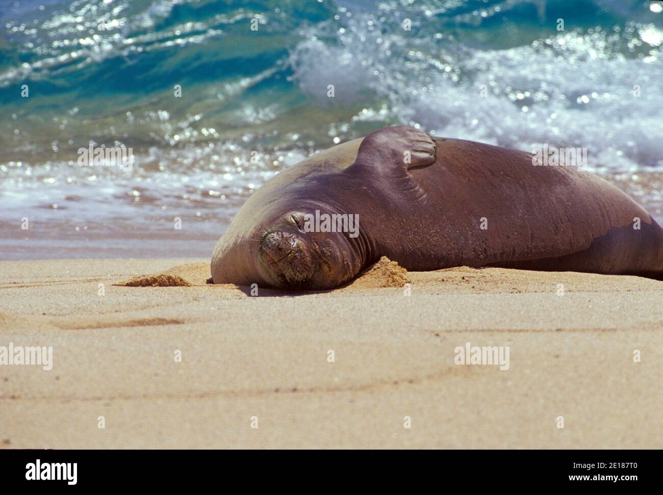 Hawaiian Monk Seal, an endangered species, basking on the beach with ...