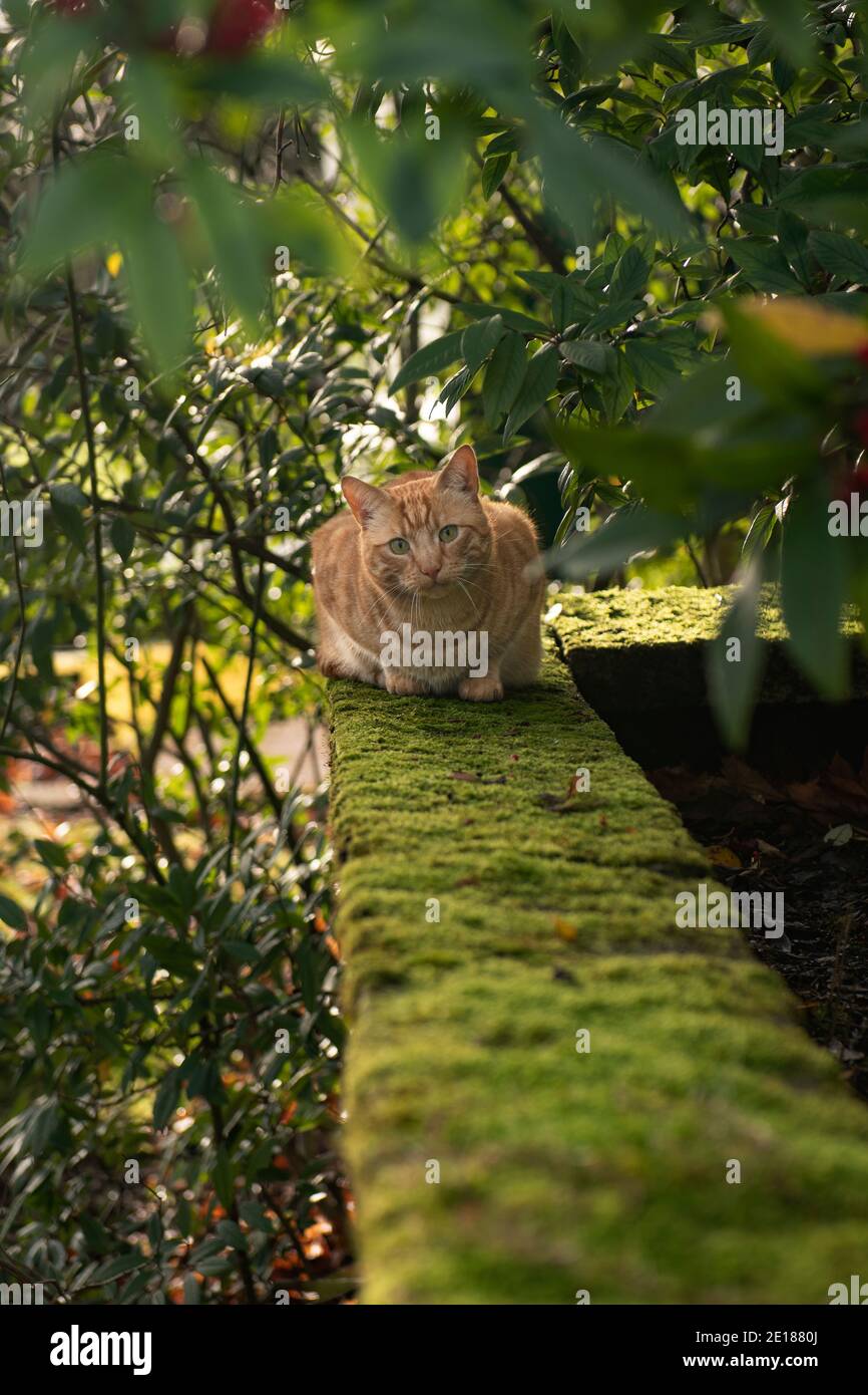 Ronald the Cat Lying on Wall Surrounded By Leaves Stock Photo - Alamy