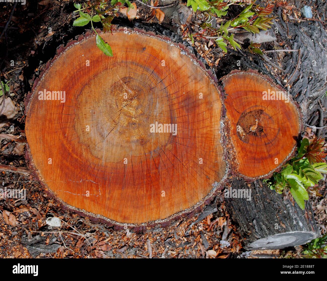 Tree cut rings hi-res stock photography and images - Alamy