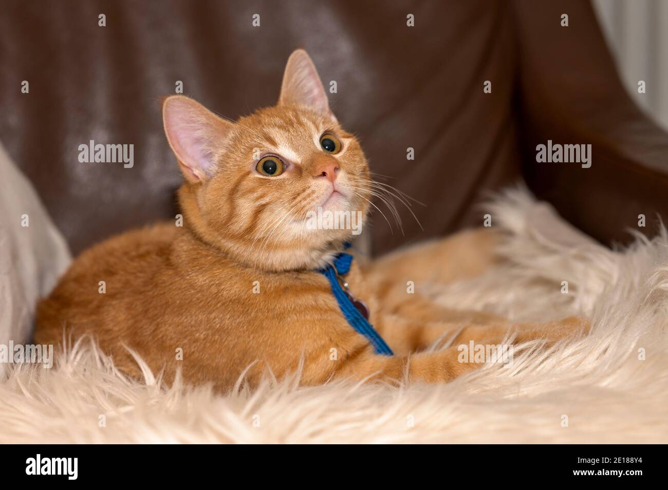 4 month old kitten hi-res stock photography and images - Alamy