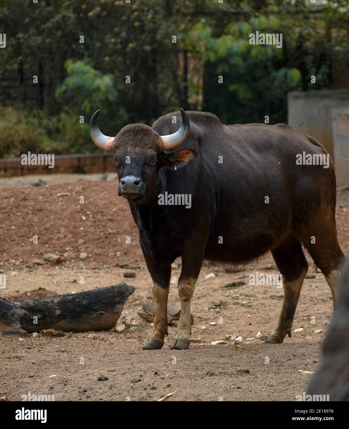 Gaurs of southeast asia hi-res stock photography and images - Alamy