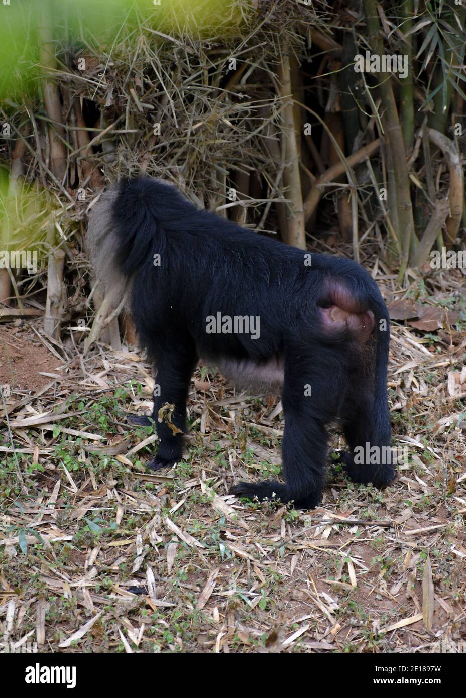 Lion tailed macaque back view standing in the jungle Stock Photo - Alamy