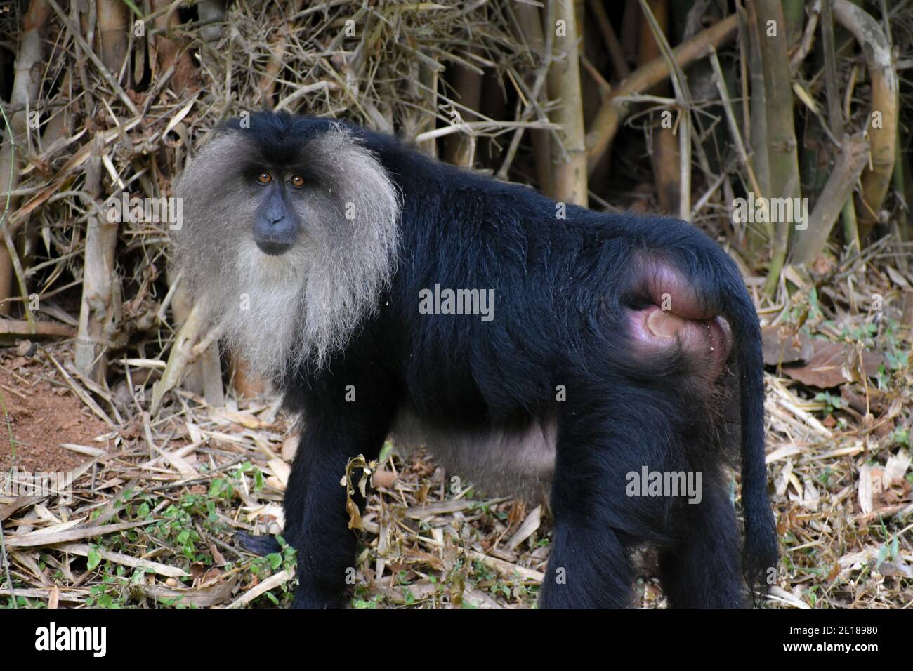 Lion-tailed Macaque (Macaca silenus) in it's natural habitat looking at ...