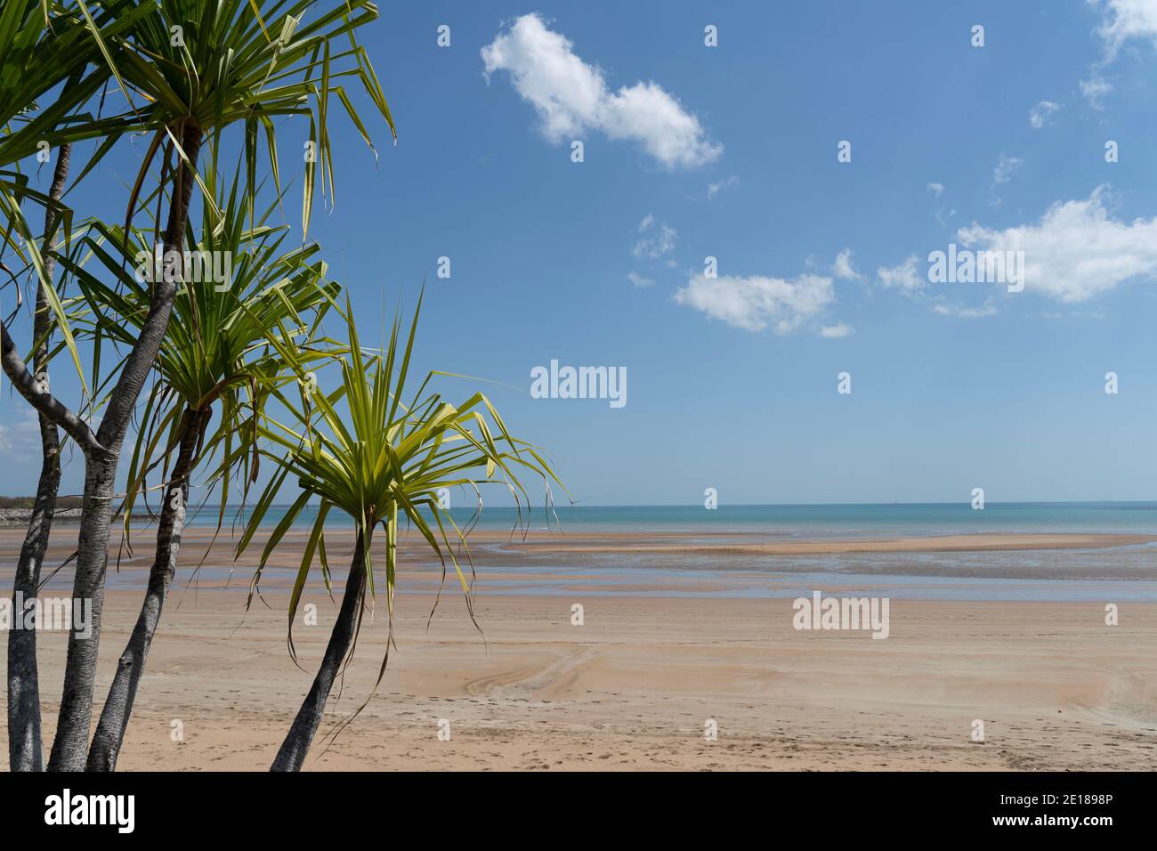 Pandanus trees on the beach Stock Photo - Alamy