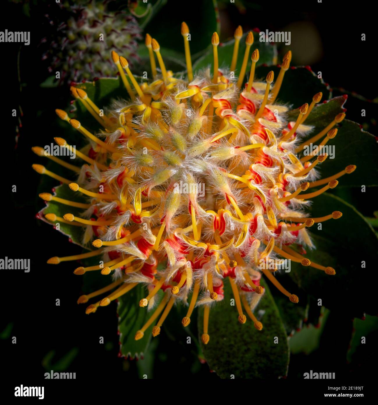 cape mallow, Anisodontea sp hybrid, pink flowers in nature Stock Photo ...
