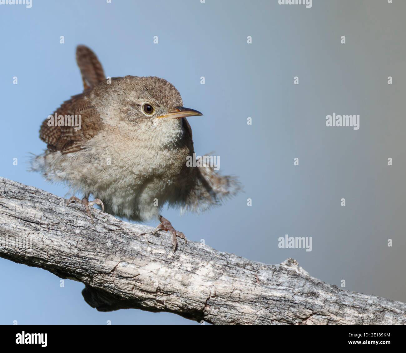 House wren troglodytes aedon adult hi-res stock photography and images ...