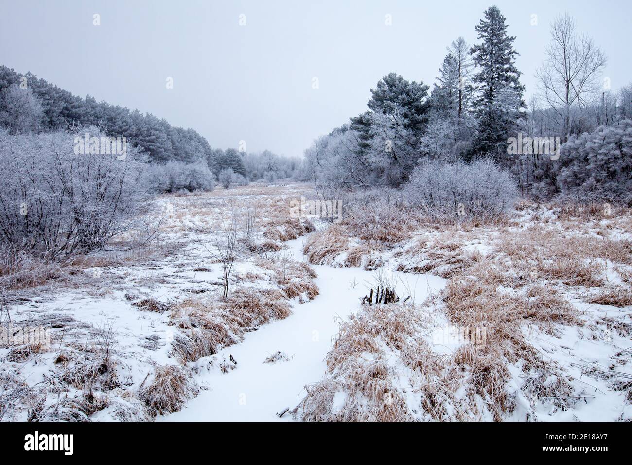 Frost covered Wisconsin forest with a frozen stream in the middle ...