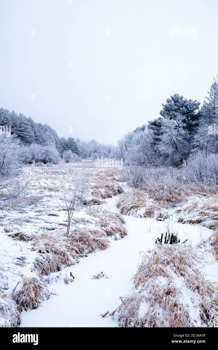 Frost covered Wisconsin forest with a frozen stream in the middle ...