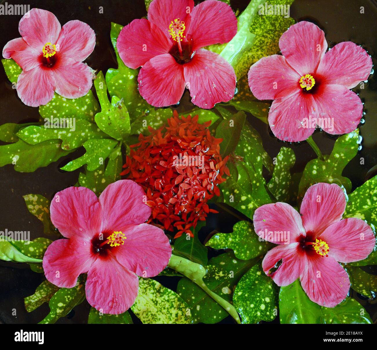 Flowers of tamil nadu hi-res stock photography and images - Alamy