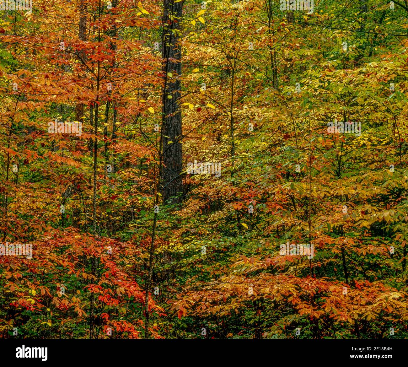 North carolina forest hi-res stock photography and images - Alamy