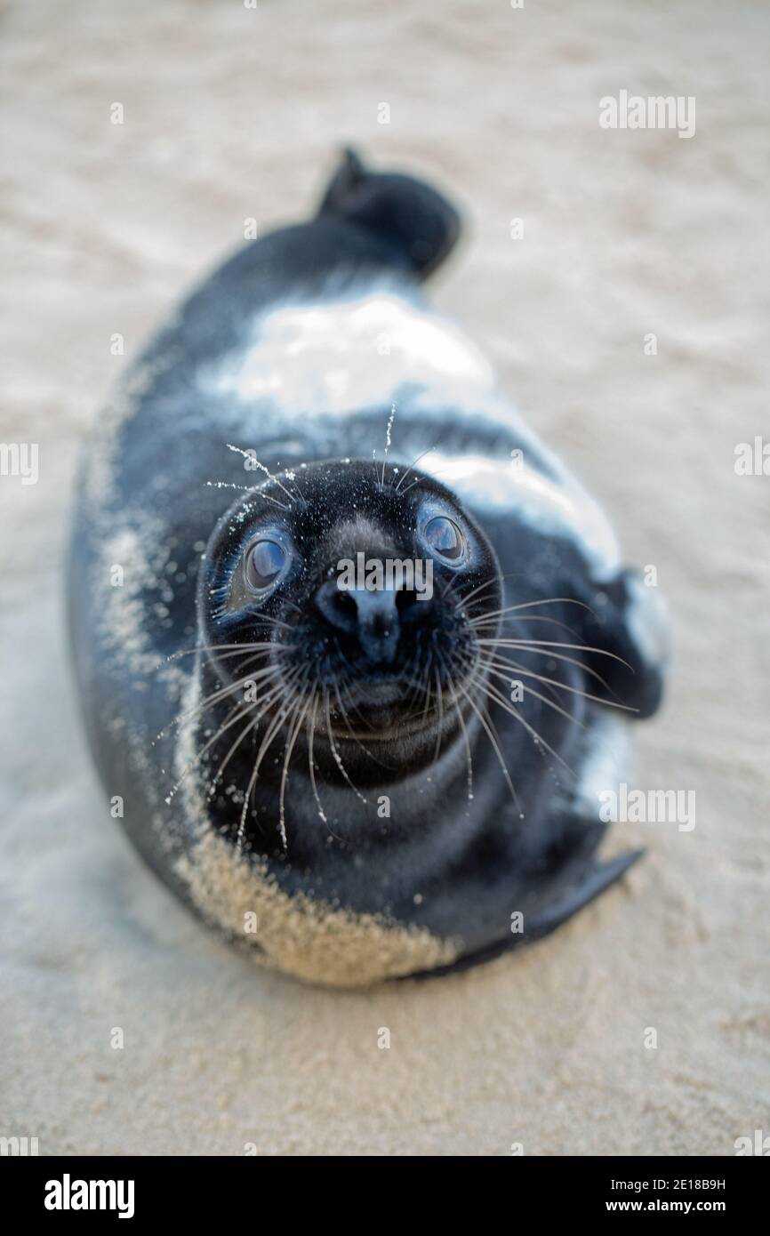 Rare seal hi-res stock photography and images - Alamy