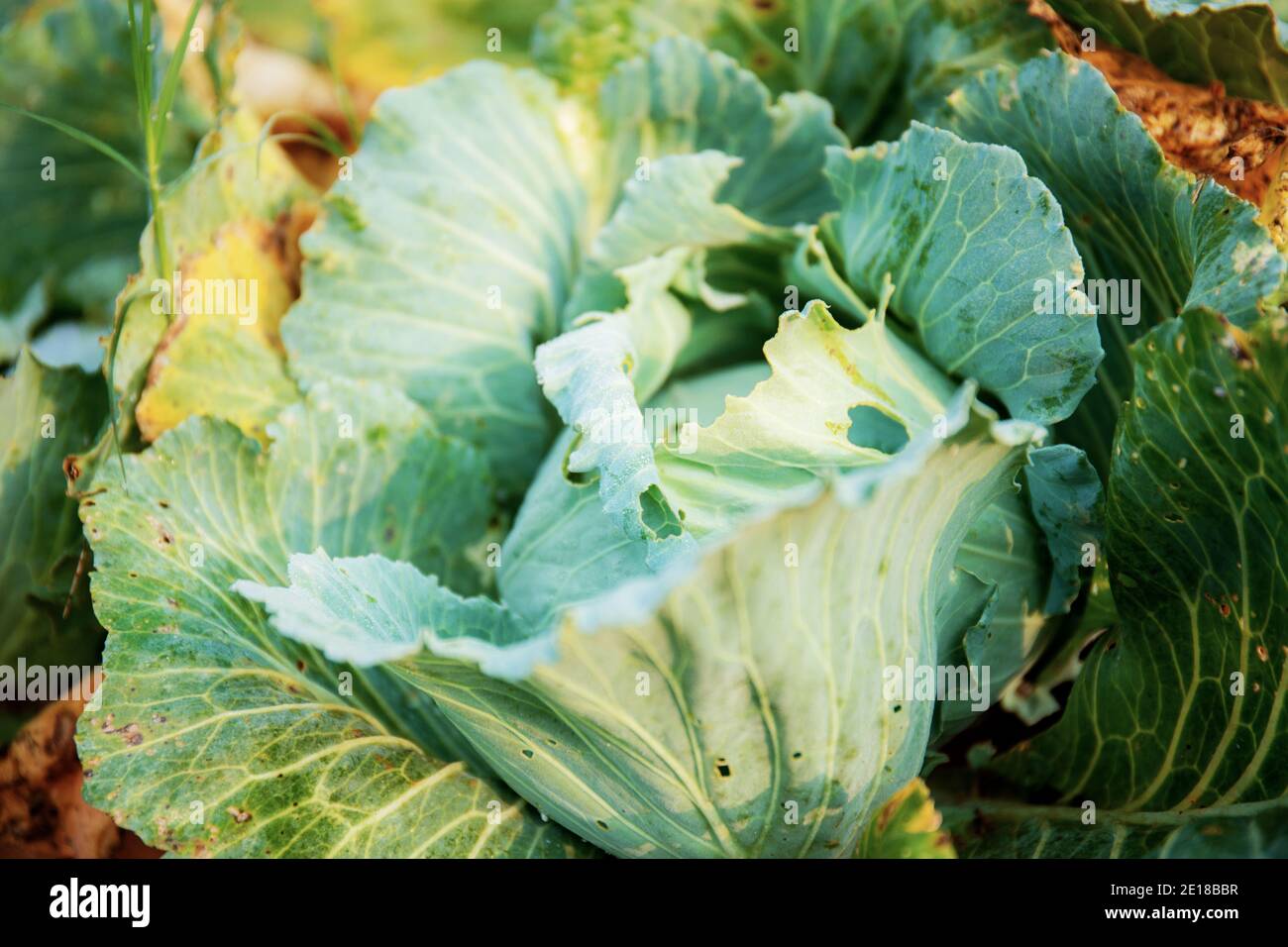 Cabbage on ground in farm are growing with sunrise Stock Photo - Alamy