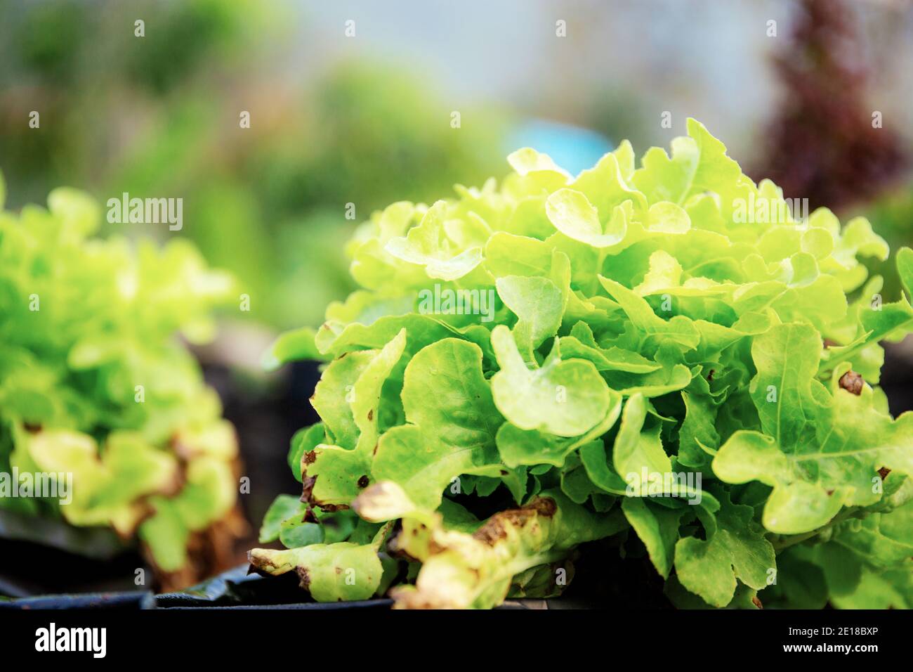 Vegetable of organic in farm with sunrise Stock Photo - Alamy
