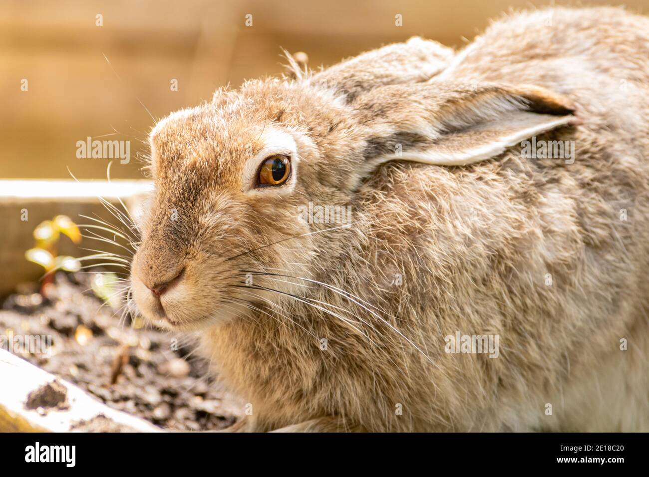 A white-tailed jackrabbit, Lepus townsendii, also known as a prairie ...