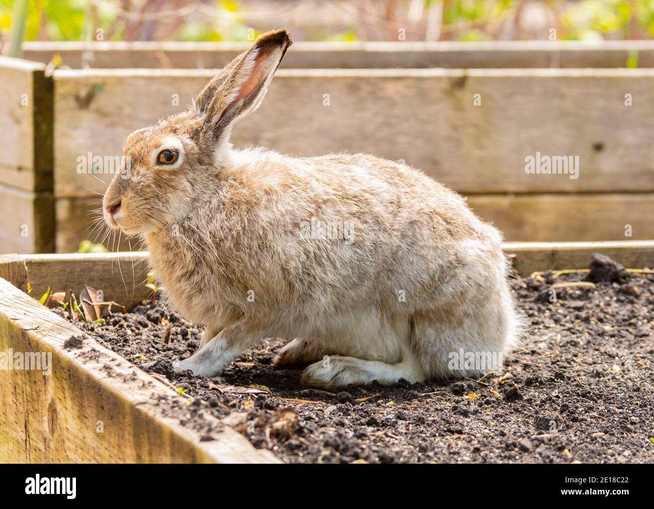 A white-tailed jackrabbit, Lepus townsendii, also known as a prairie ...
