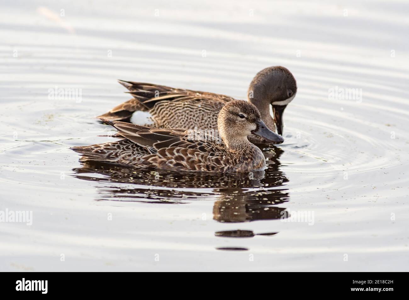A male and female pair of blue-winged teals, Spatula discors. swimming ...