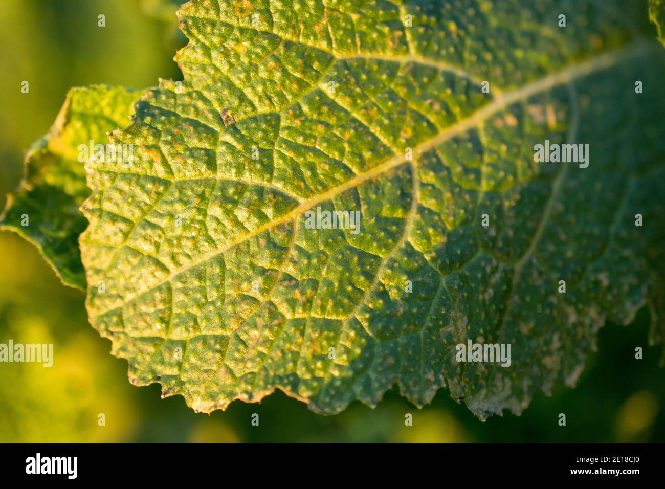 Bumpy leaf hi-res stock photography and images - Alamy