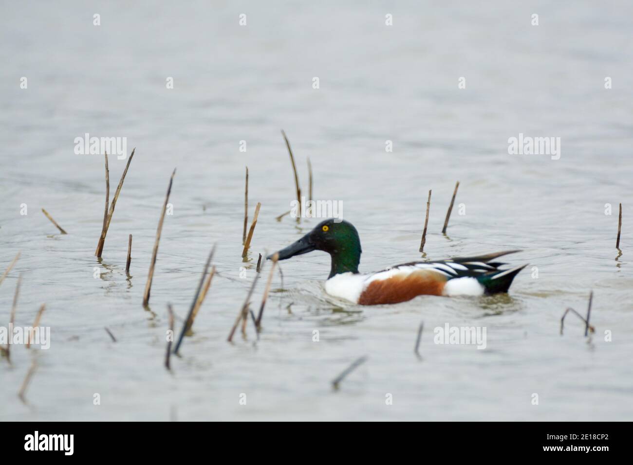 Northern Shoveler duck male drake swimming in water Stock Photo - Alamy
