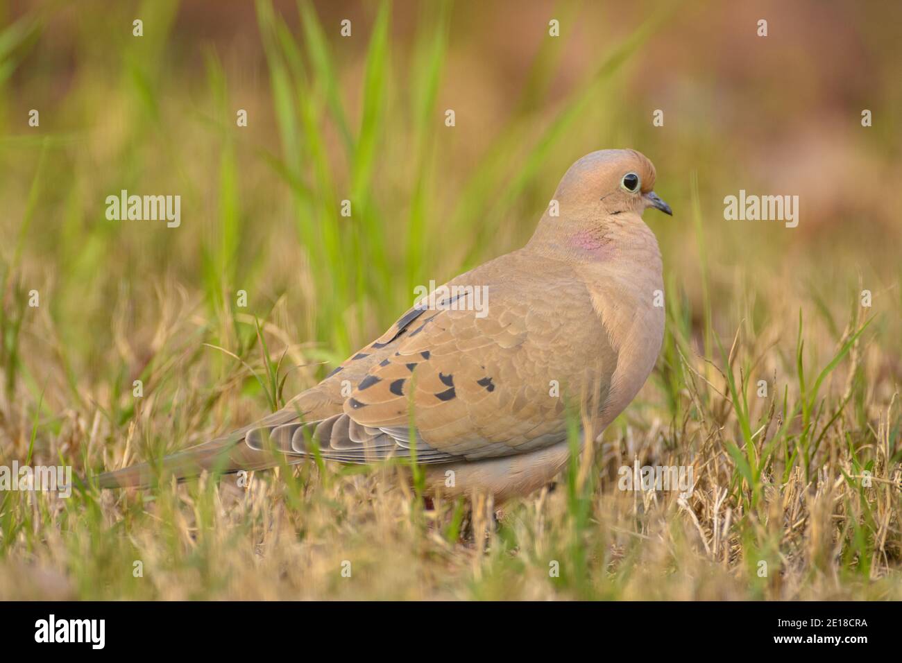 Mourning dove laying flat on the ground Stock Photo - Alamy