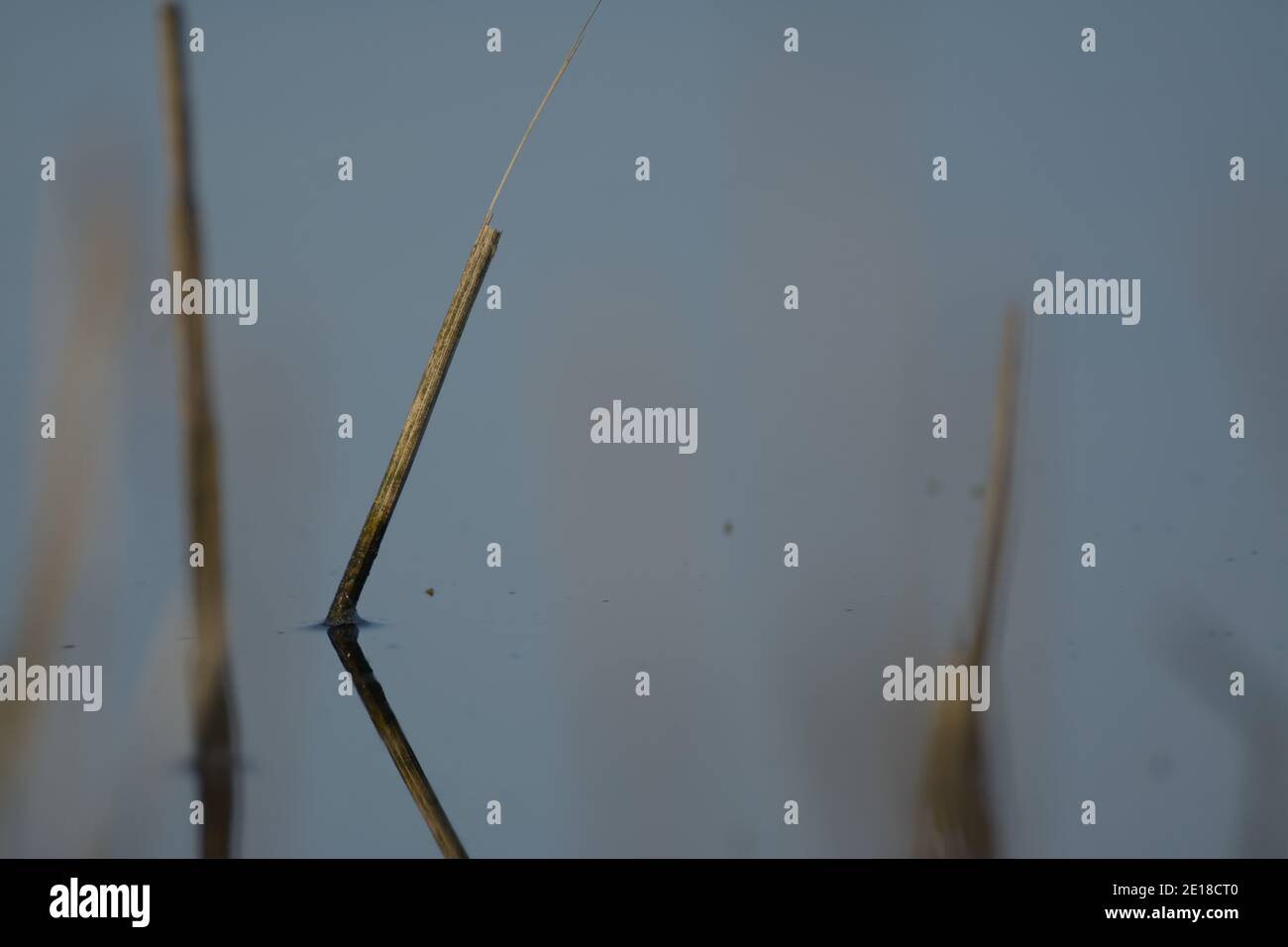 Reed in the water hi-res stock photography and images - Alamy