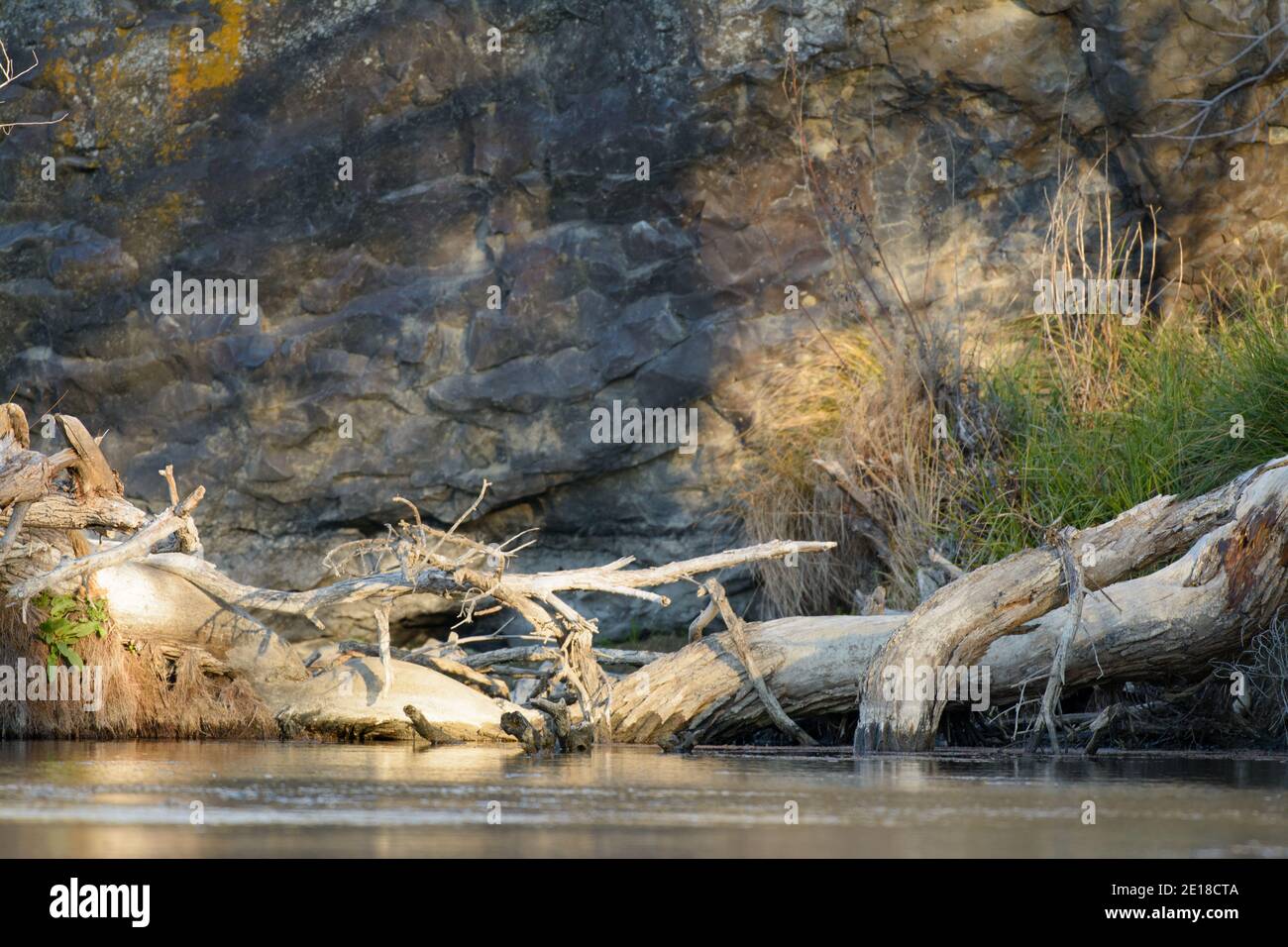 Down log by river side with grass and rock wall Stock Photo - Alamy