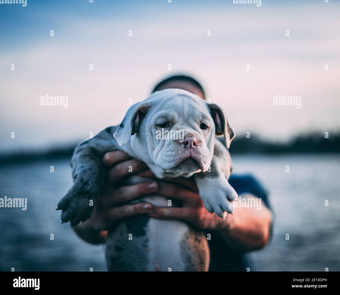 Person with a dog hi-res stock photography and images - Alamy