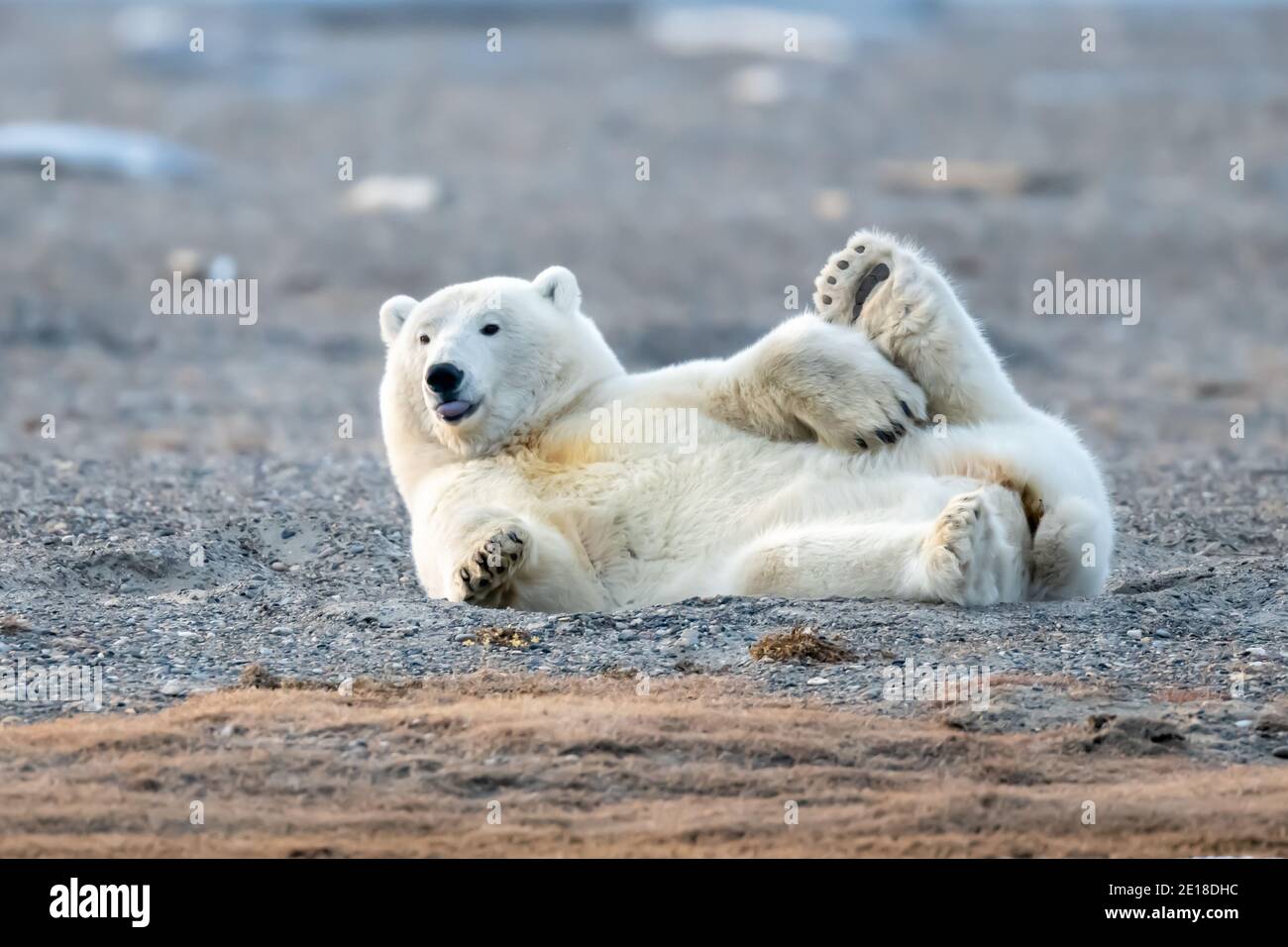 Playful Polar bear (Ursus maritimus) in the Arctic Circle of Kaktovik, Alaska Stock Photo - Alamy