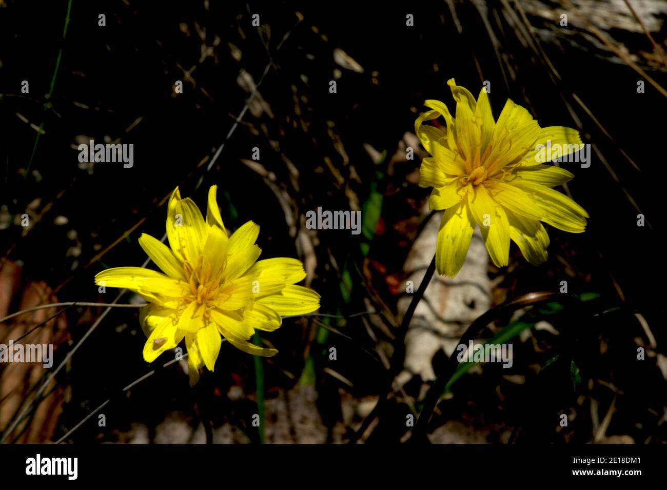 These are NOT Dandelions - they are Yam Daisies (Microseris Lanceolata ...