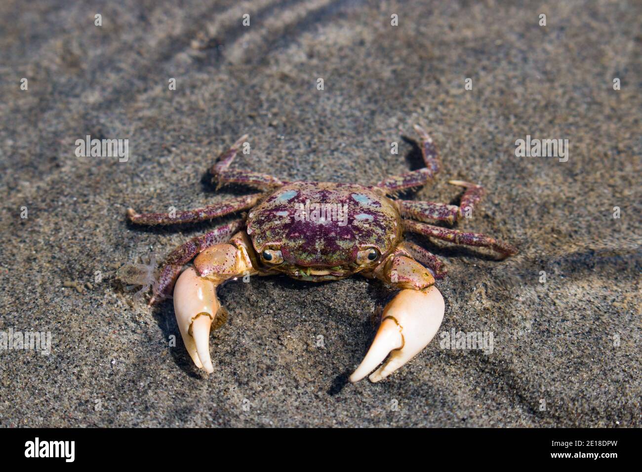 Macro crab hi-res stock photography and images - Alamy