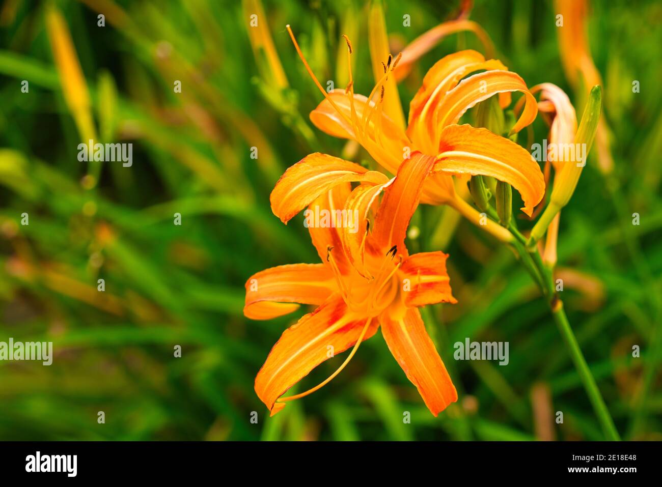 Hemerocallis fulva is a beautiful plant in bloom. Common Day-lily ...