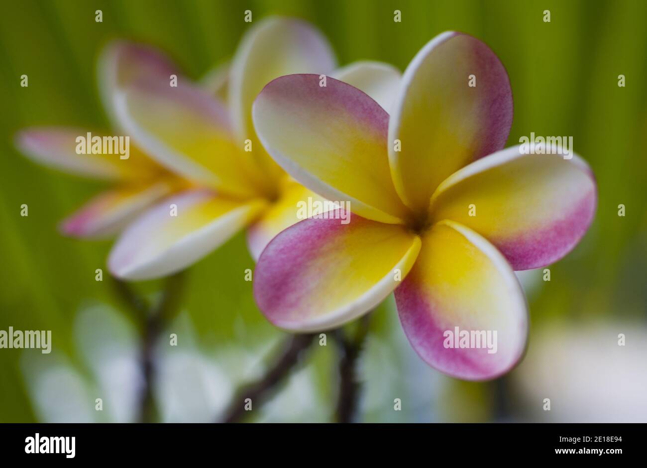 Hawaiian plants plumeria flowers called hi-res stock photography and ...