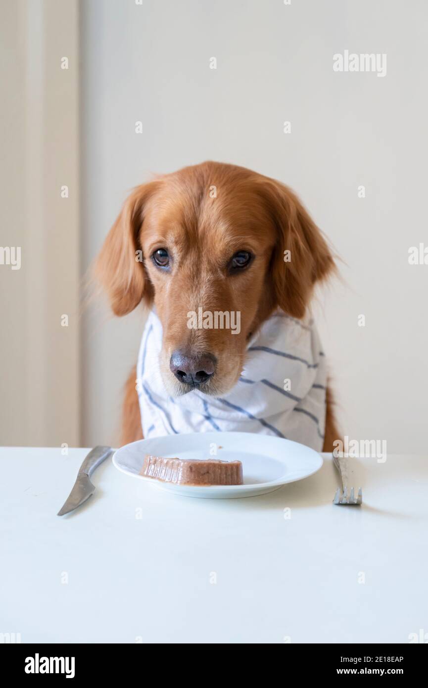 Golden Retriever prepares to eat at the table Stock Photo - Alamy